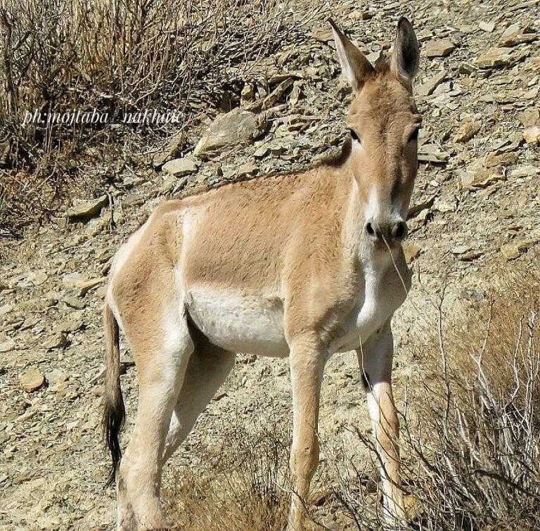 گور ایرانی ، نگاهی دقیق و جامع به گورخر ایران +عکس و فیلم - سفر در ایران