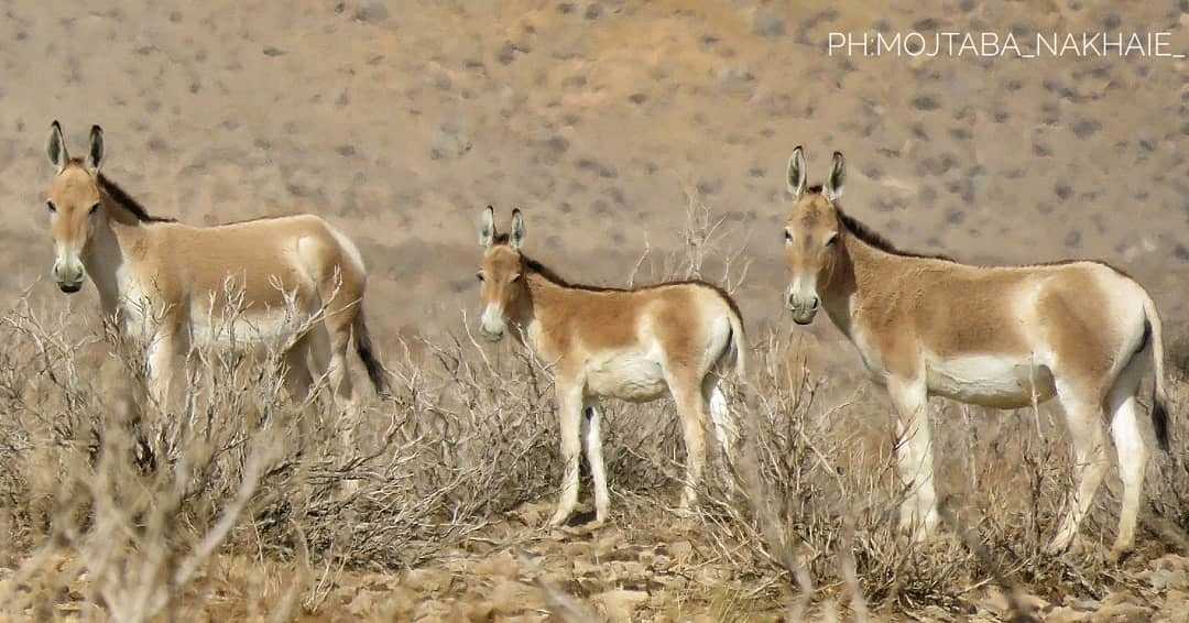 گور ایرانی ، نگاهی دقیق و جامع به گورخر ایران +عکس و فیلم - سفر در ایران