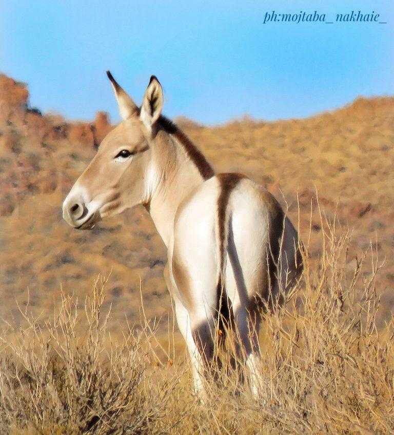 گور ایرانی ، نگاهی دقیق و جامع به گورخر ایران +عکس و فیلم - سفر در ایران