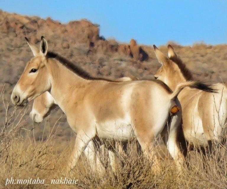 گور ایرانی ، نگاهی دقیق و جامع به گورخر ایران +عکس و فیلم - سفر در ایران
