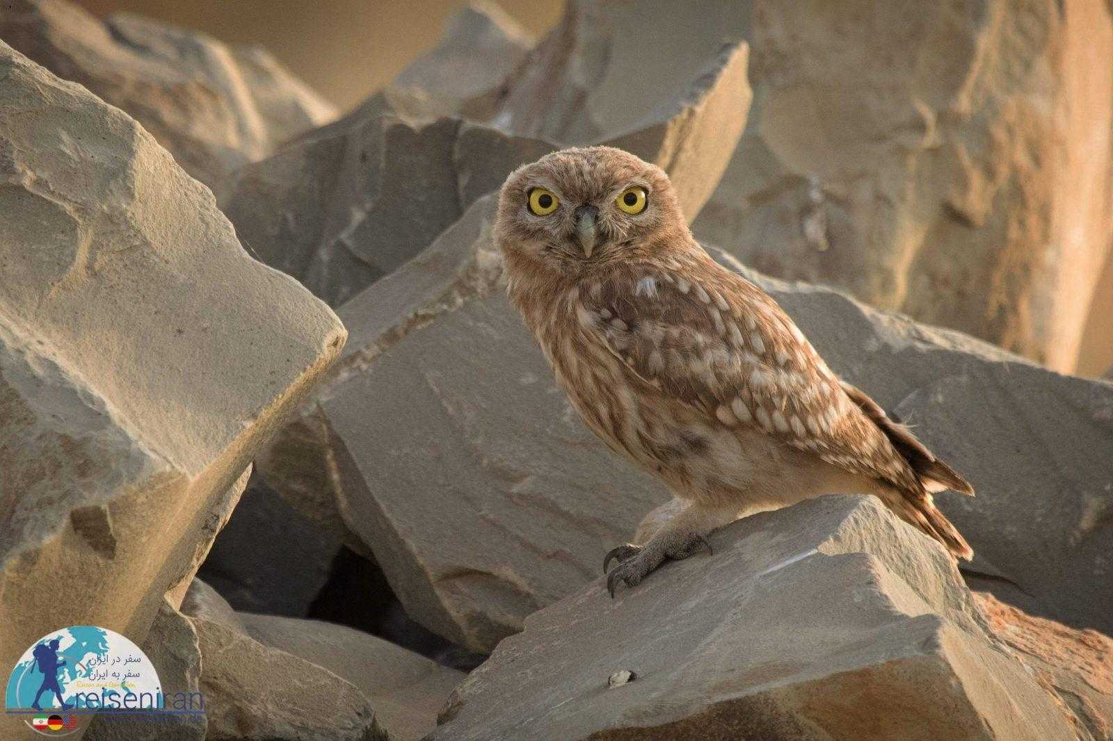 جغد کوچک، معرفی به همراه عکس و فیلم - حیوانات ایران - سفر در ایران