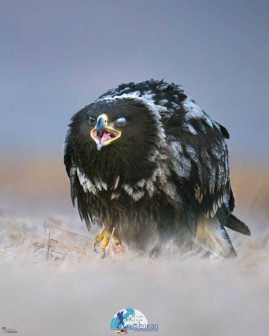 عقاب ، هر آنچه راجع به عقاب ها می‌خواهید بدانید - حیوانات ایران - سفر ...