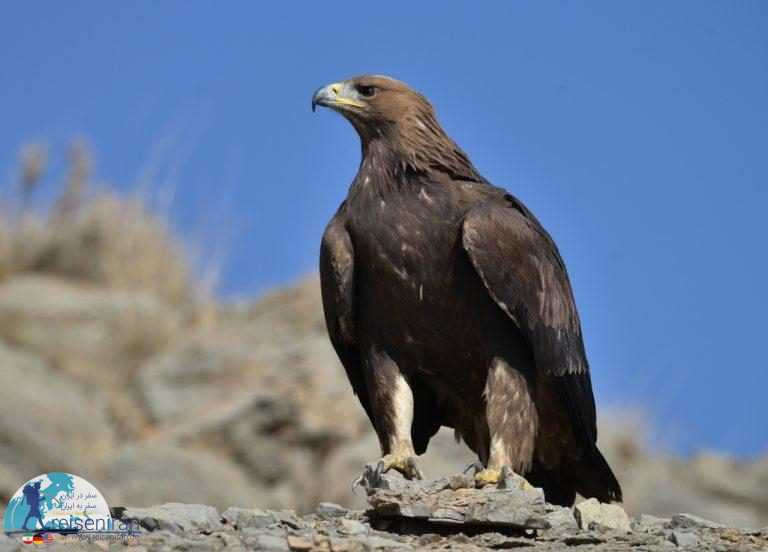 عقاب ، هر آنچه راجع به عقاب ها می‌خواهید بدانید - حیوانات ایران - سفر ...